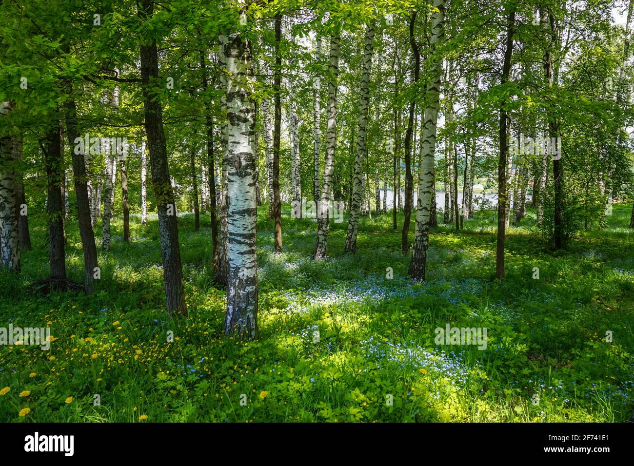 spring in the forest. flowering in a birch grove. landscape Stock Photo ...