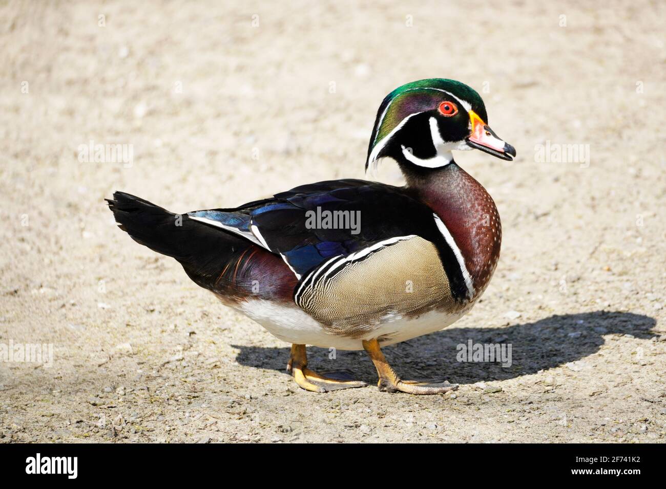 Wood duck with colorful plumage in a lateral close-up. Beautiful water ...