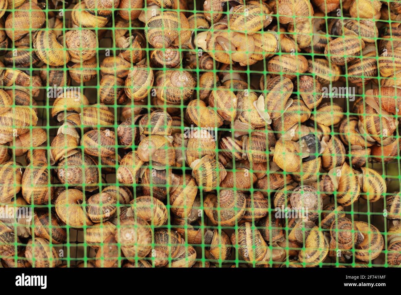 Snail farm. Industrial cultivation of edible mollusks of the species ...