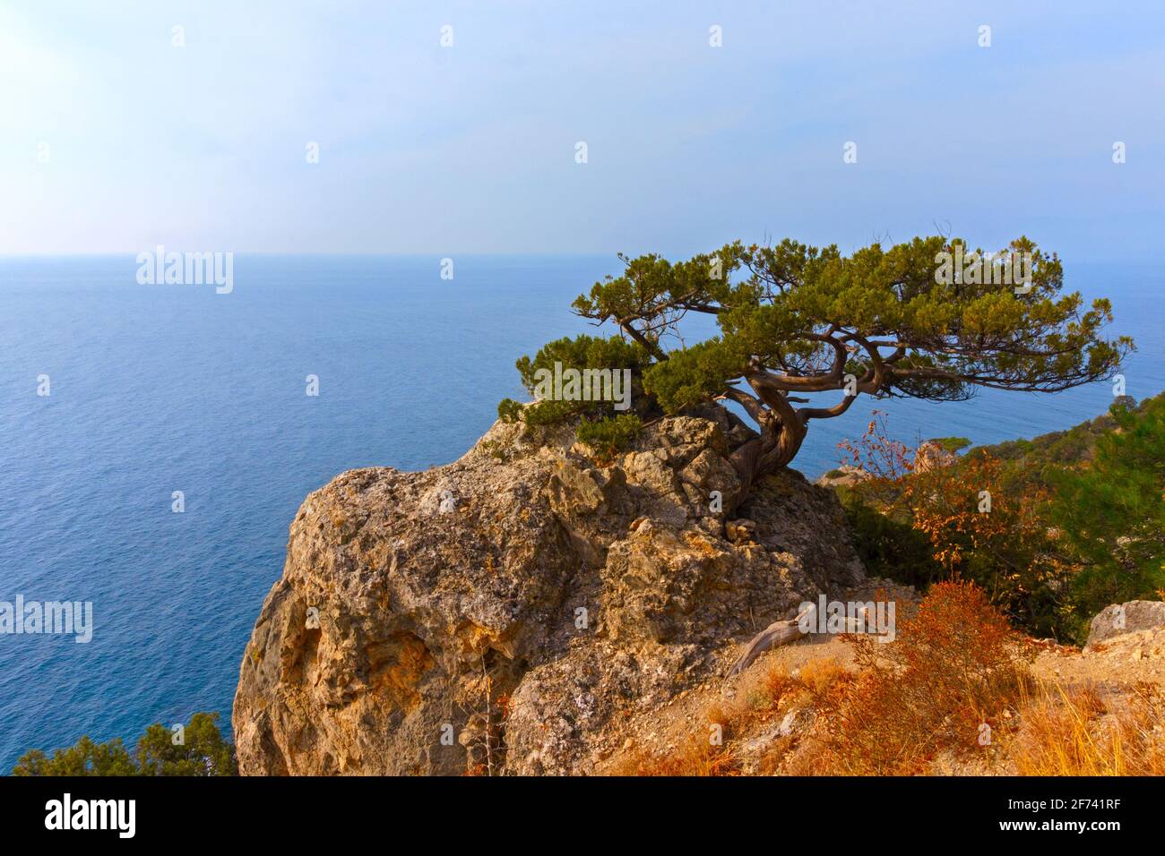 Pine tree growing on beach hi-res stock photography and images - Alamy