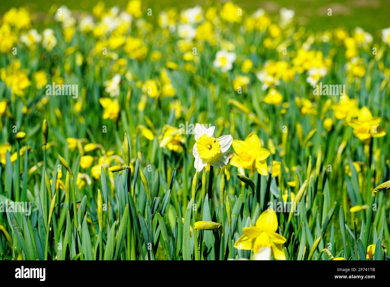 A field of yellow daffodils. Blooming spring flowers in the garden ...