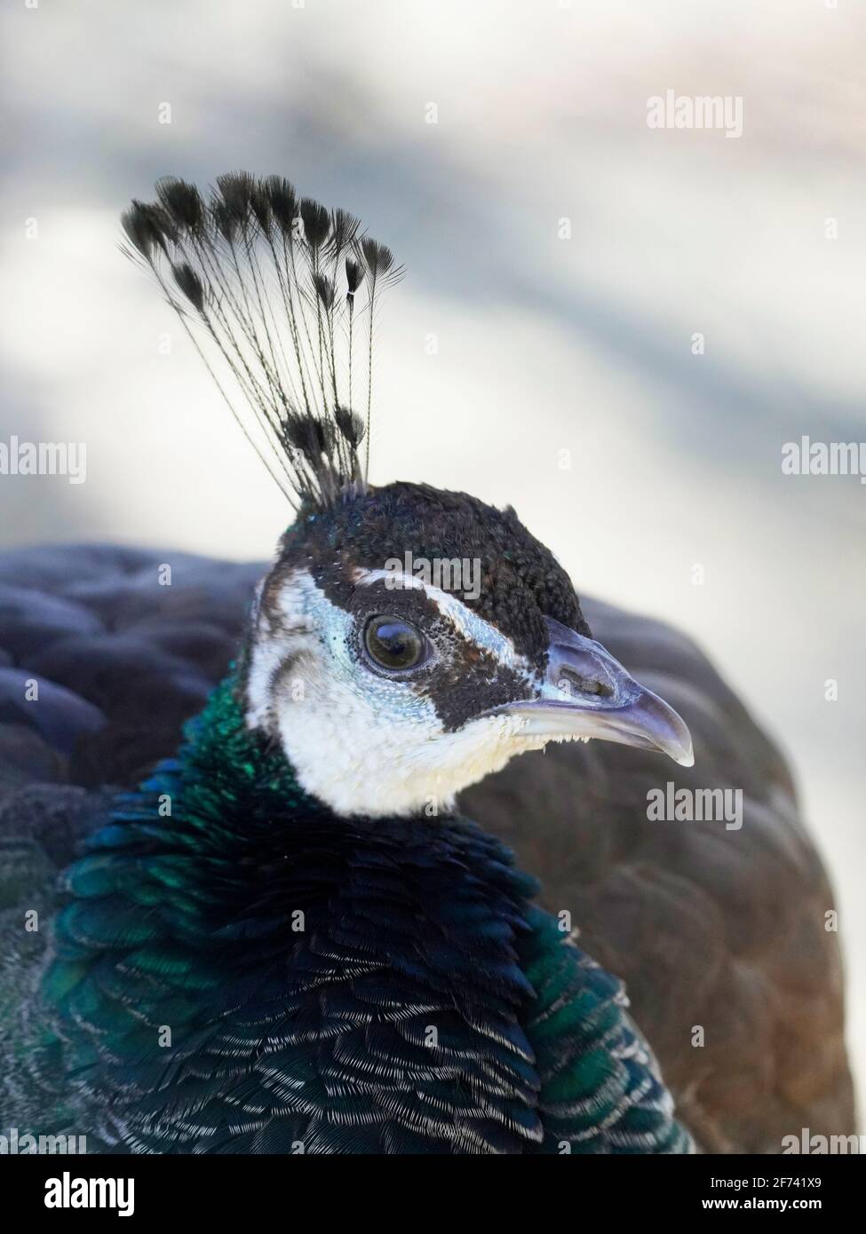 Peahen bird hi-res stock photography and images - Alamy