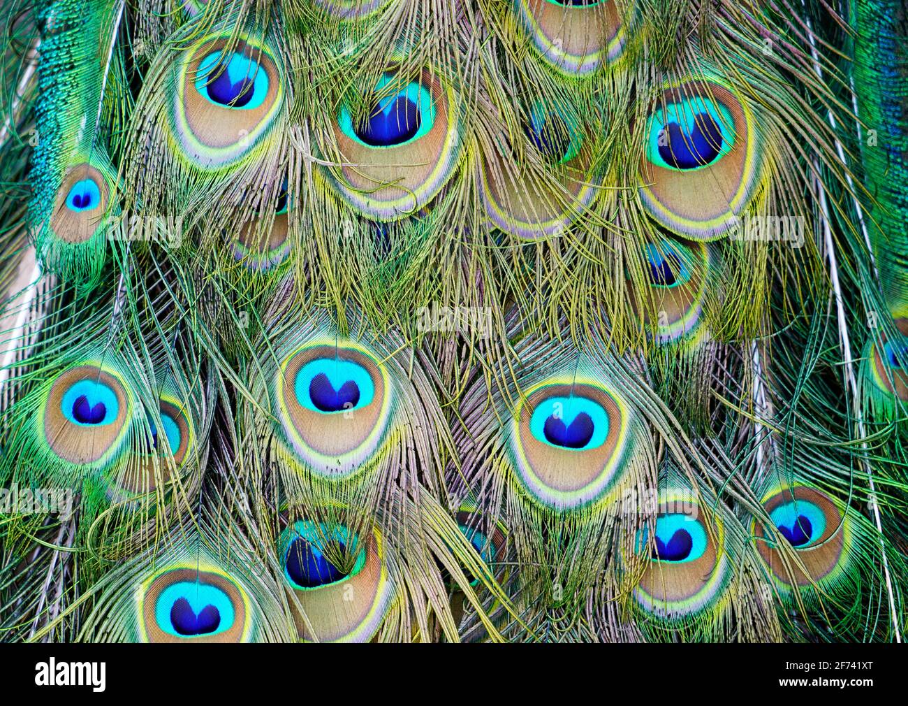 Beautiful blue plumage hi-res stock photography and images - Alamy