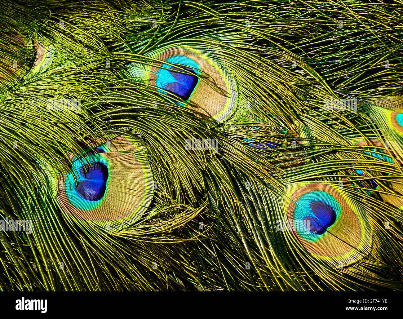 Beautiful blue plumage hi-res stock photography and images - Alamy