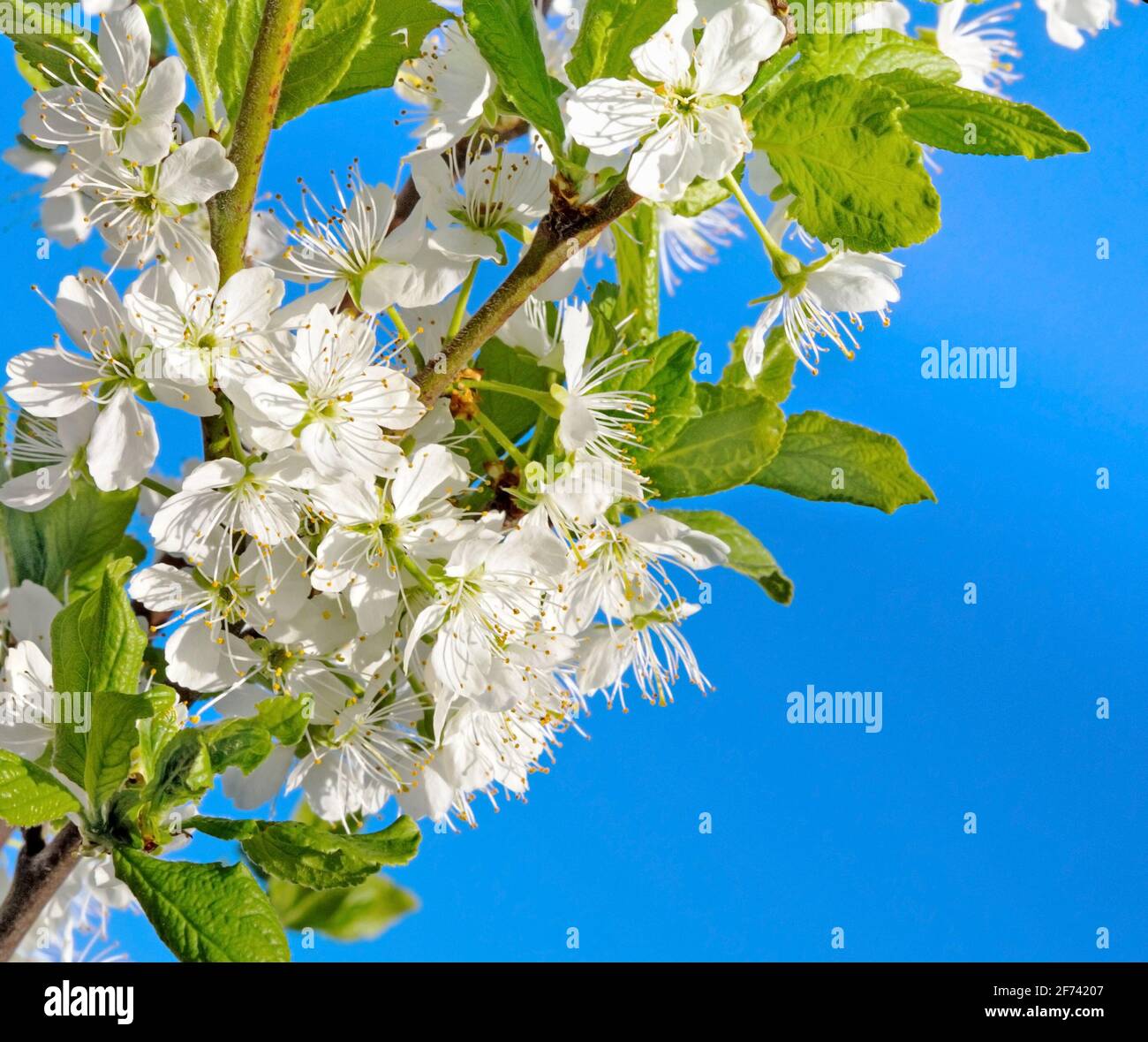 Plum tree with blossoms hi-res stock photography and images - Alamy