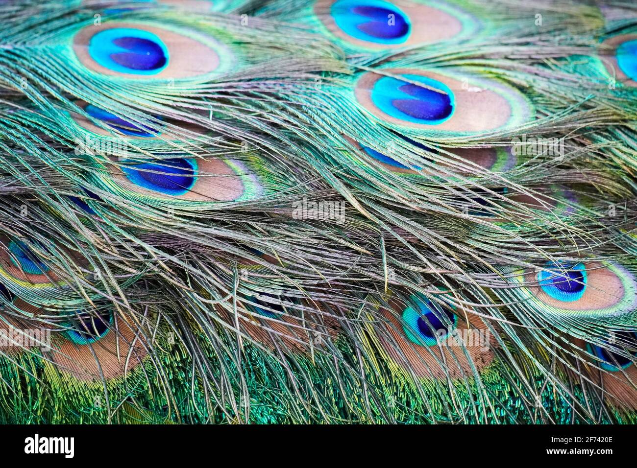 Beautiful blue plumage hi-res stock photography and images - Alamy