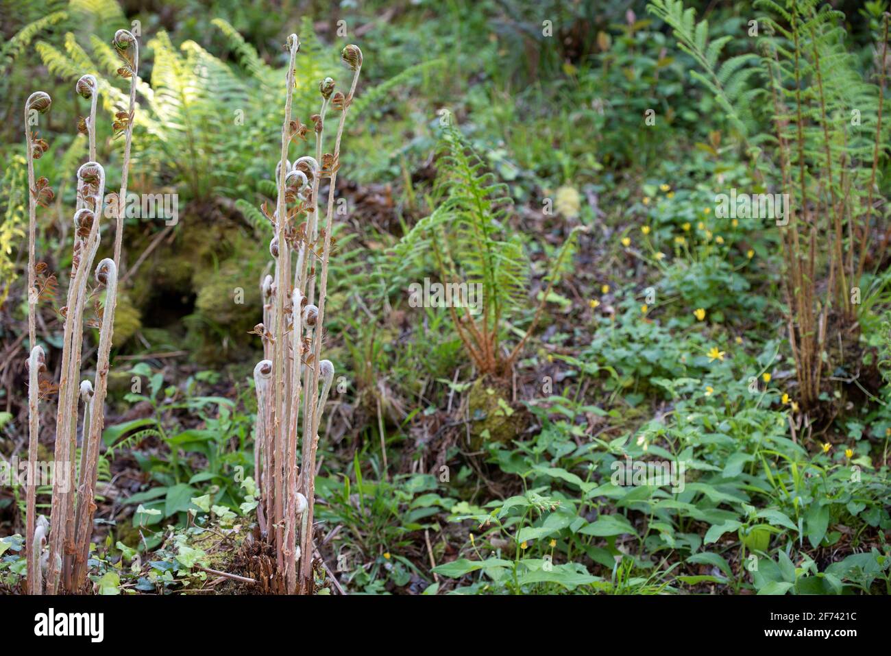 branches with beautiful spring flowers Stock Photo - Alamy