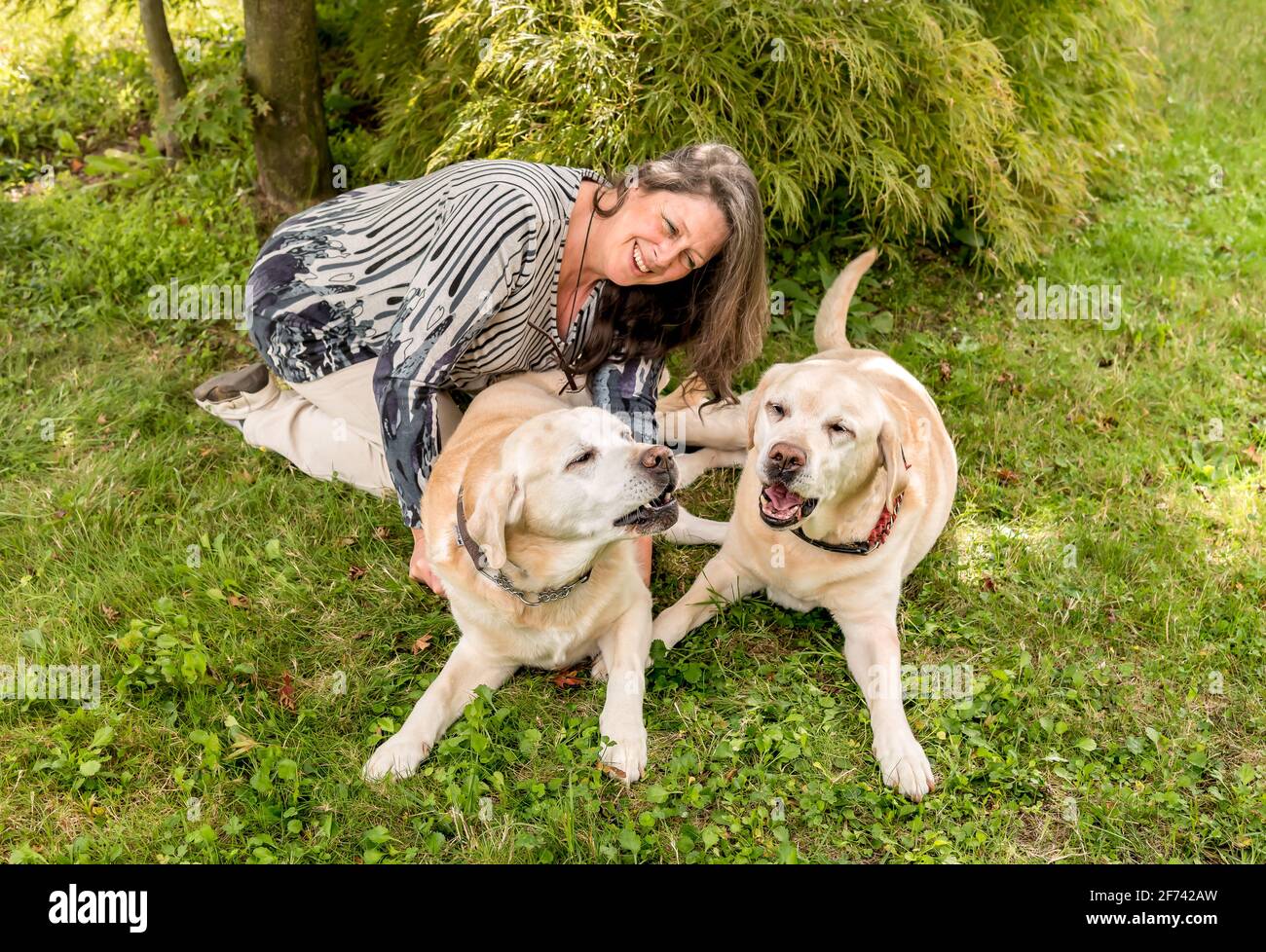 Happy mature woman with elderly Labrador retriever dogs in the garden ...