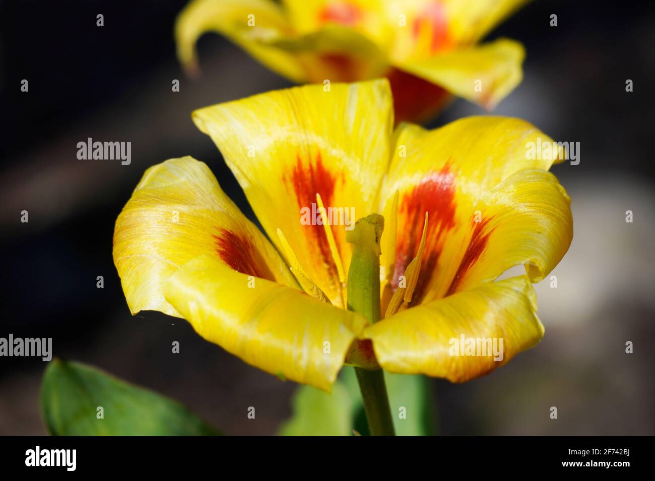 Open tulips hi-res stock photography and images - Alamy