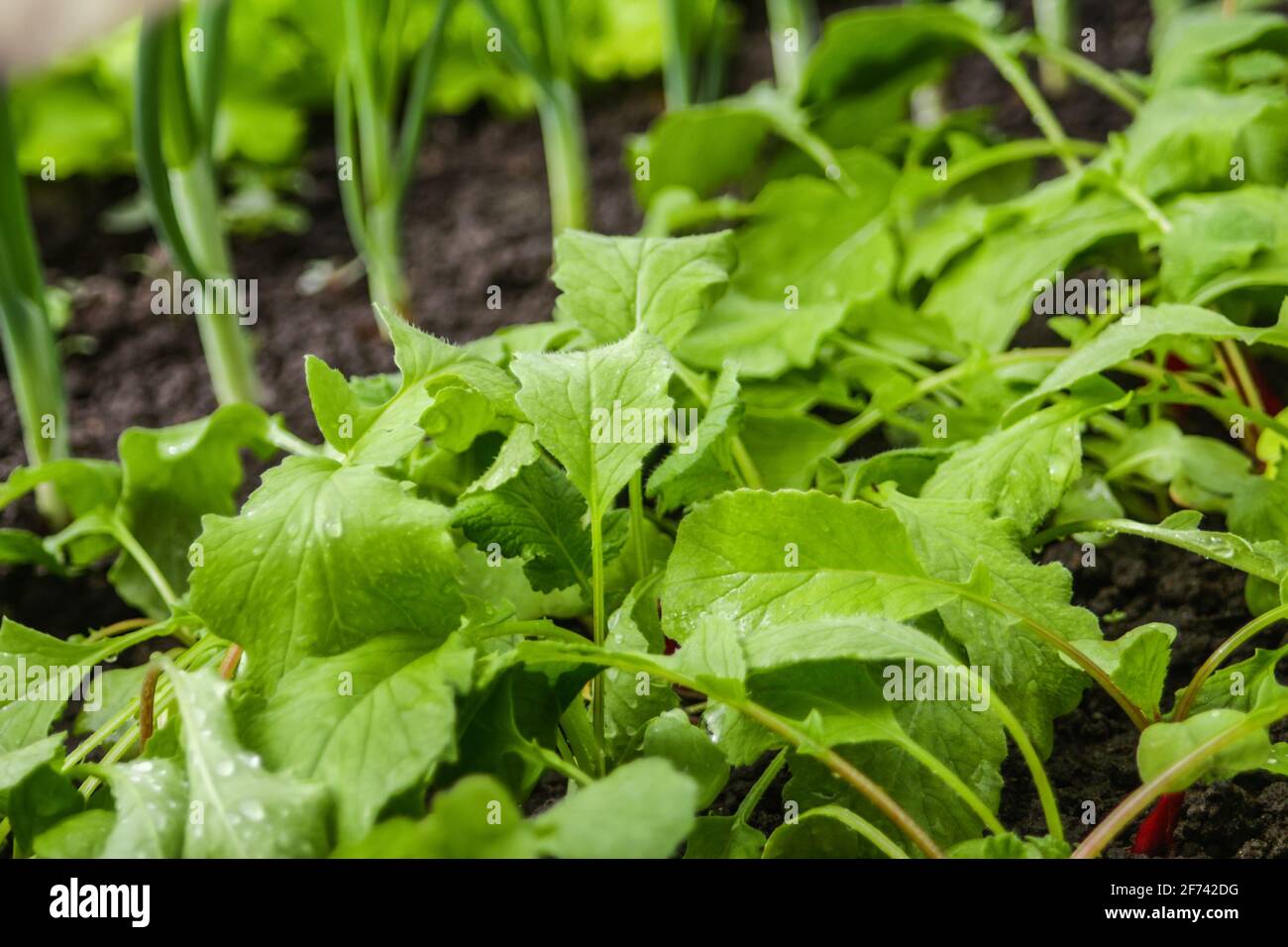 Abstract many young green hi-res stock photography and images - Alamy