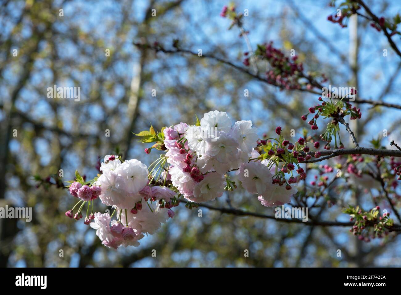 branches with beautiful spring flowers Stock Photo - Alamy