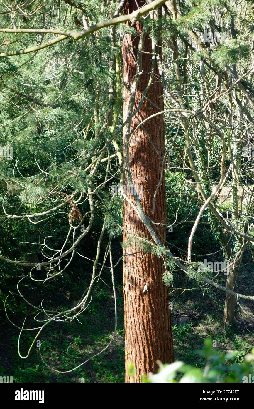 Reigate town centre hi-res stock photography and images - Alamy