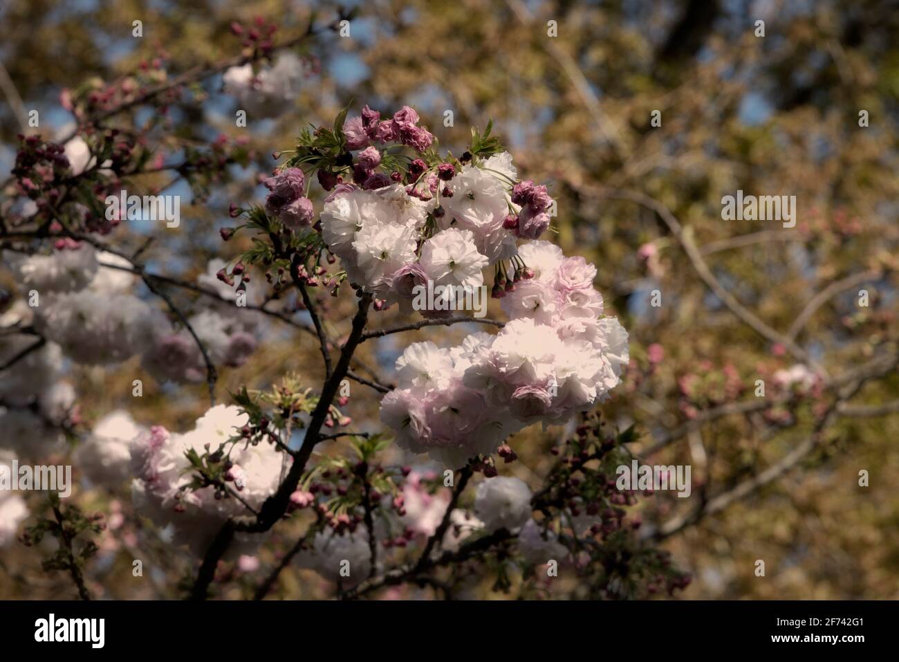 branches with beautiful spring flowers Stock Photo - Alamy