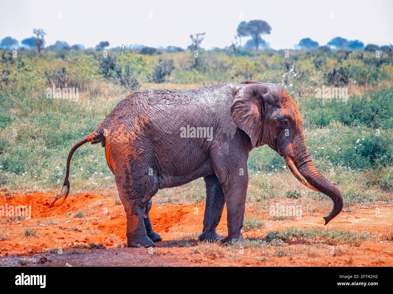 Close up photo of red African elephant in Africa. It is a wildlife ...
