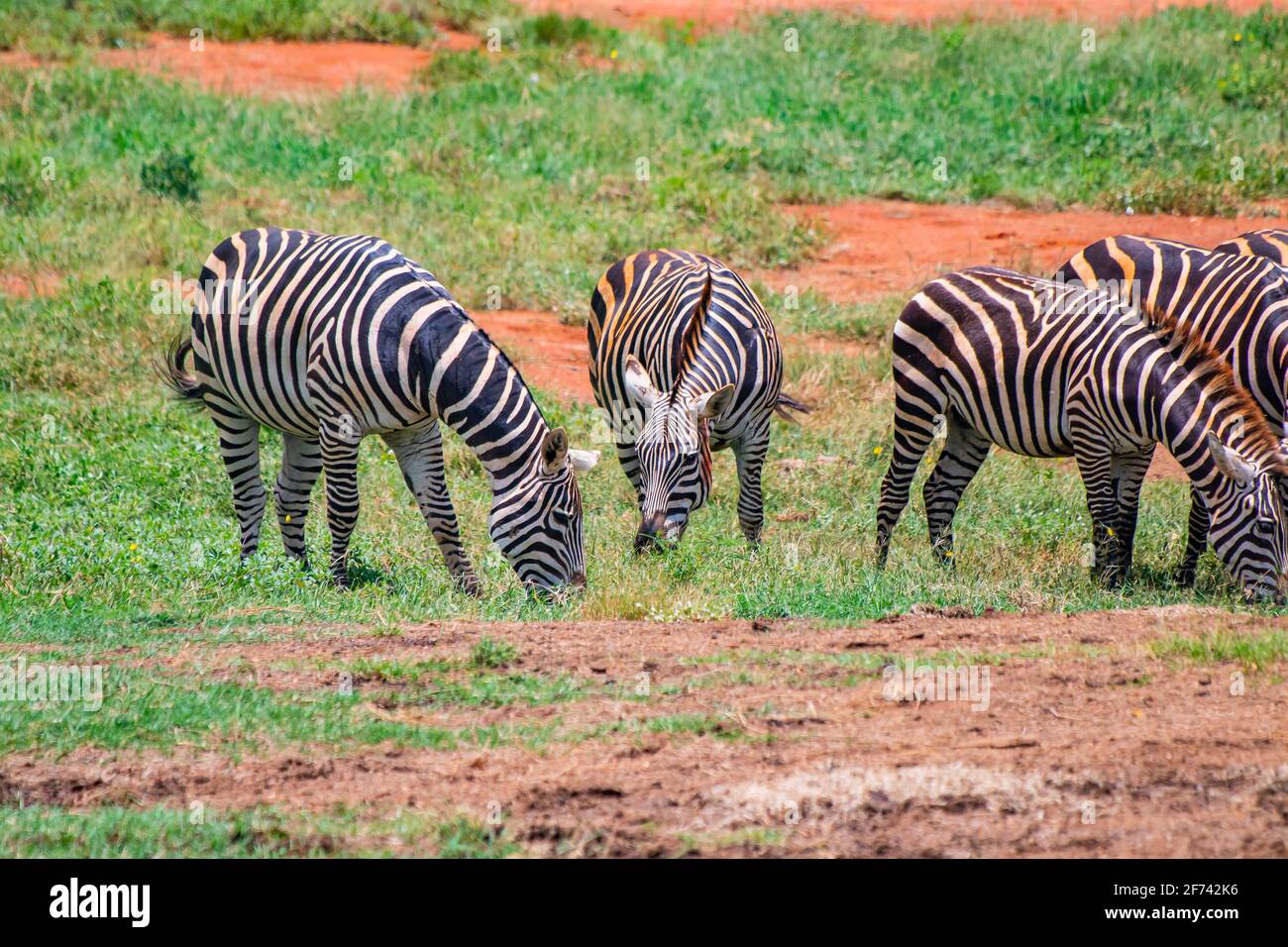 Group grevy zebras narrow stripes hi-res stock photography and images ...