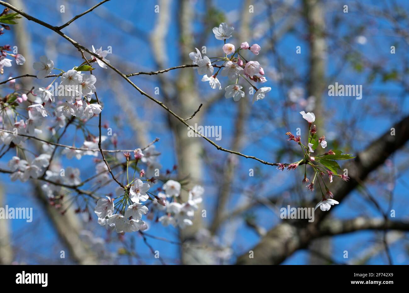 branches with beautiful spring flowers Stock Photo - Alamy
