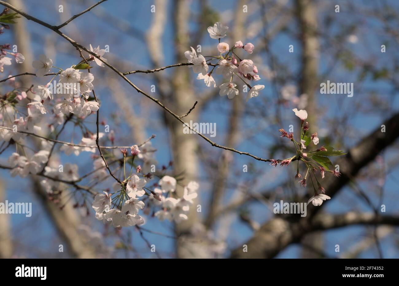 branches with beautiful spring flowers Stock Photo - Alamy