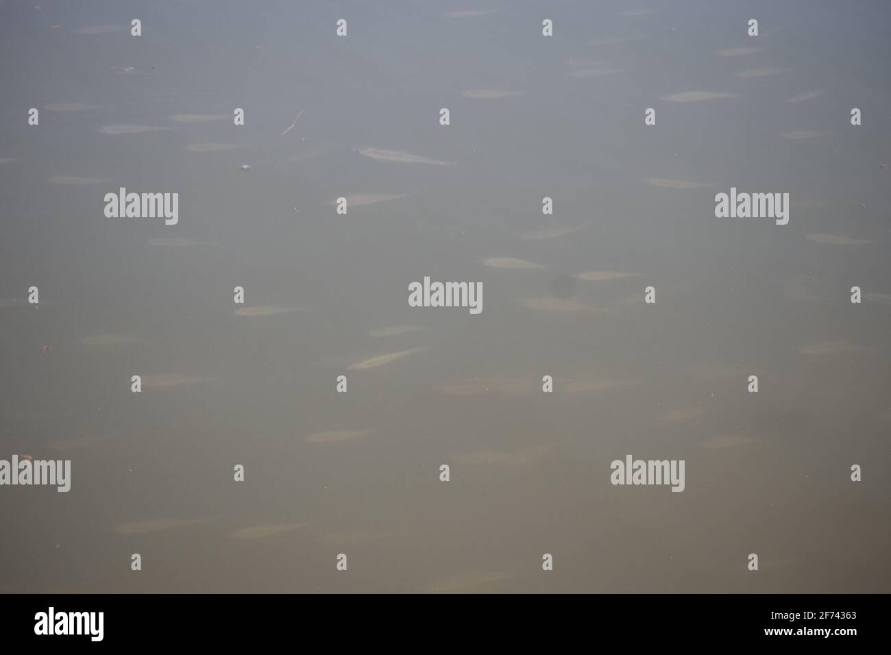 fish in swamp lake water Stock Photo - Alamy