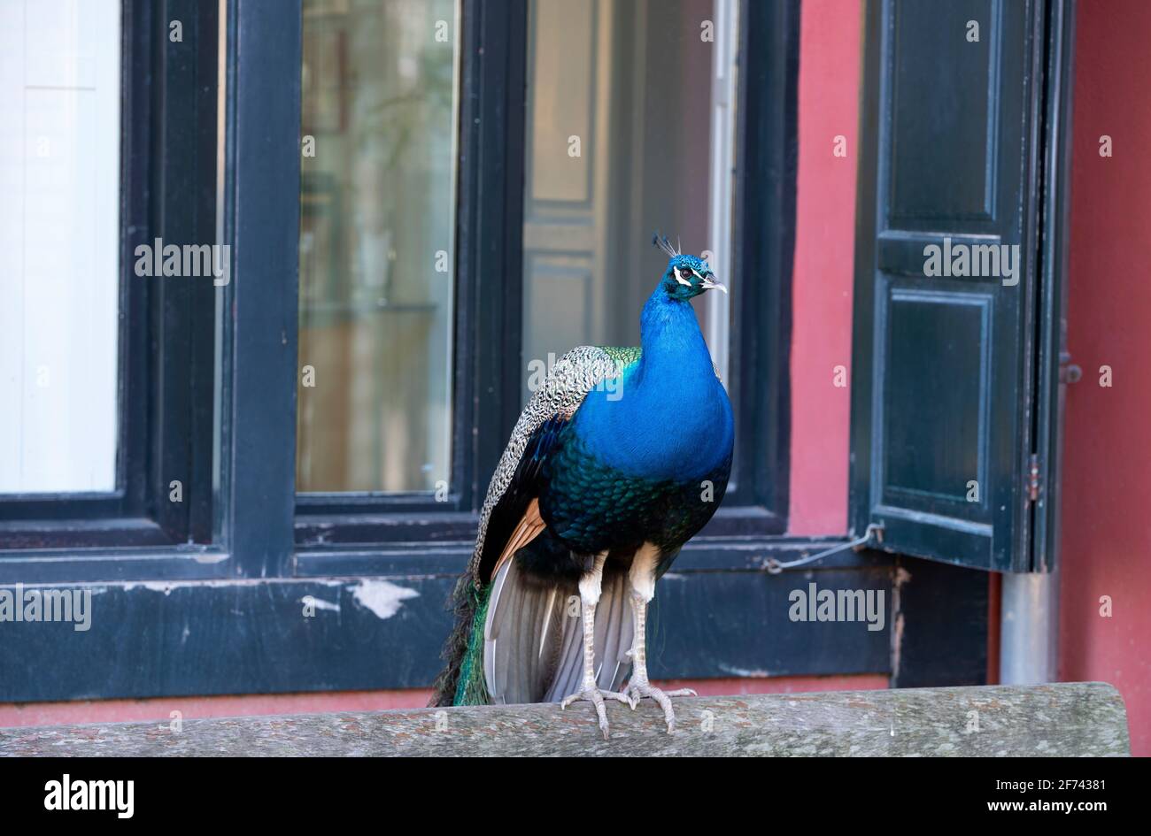 peacock outdoors in the park Stock Photo - Alamy