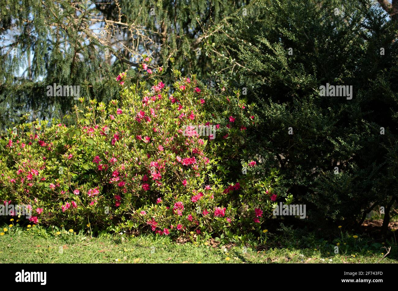 branches with beautiful spring flowers Stock Photo - Alamy
