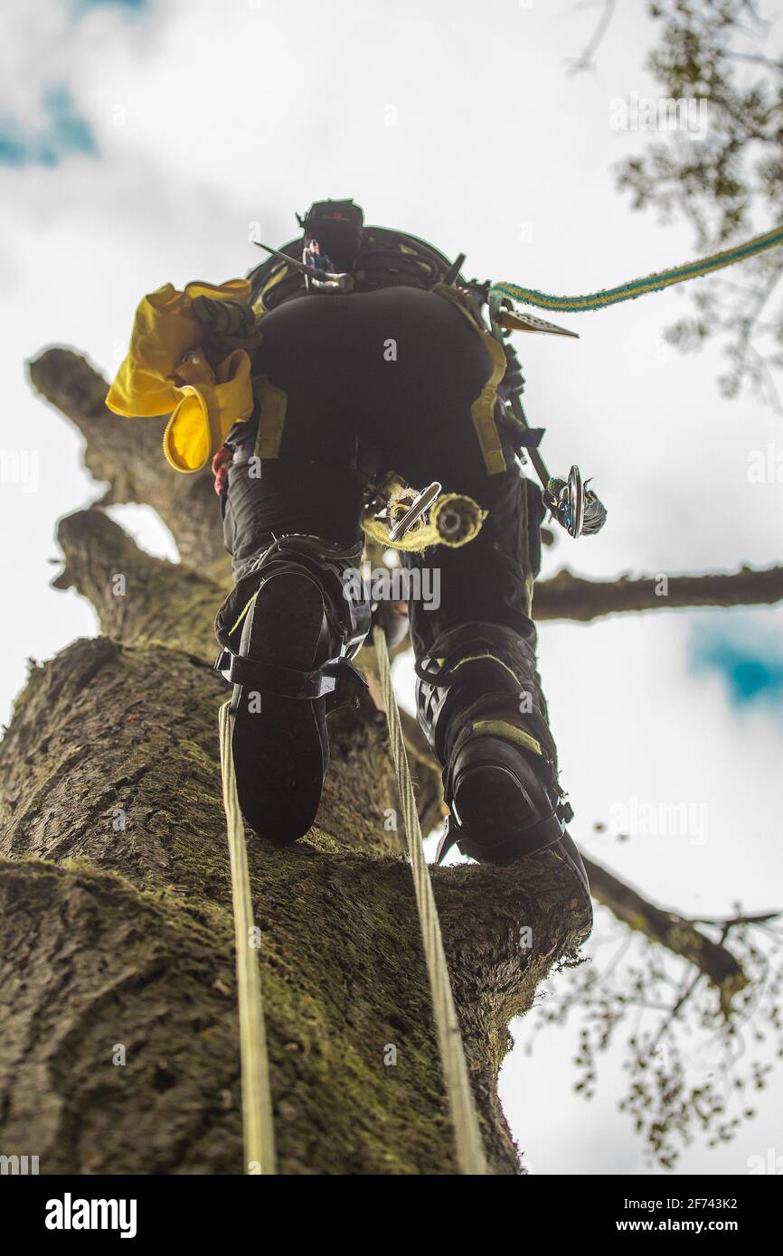 Man sawing top view hi-res stock photography and images - Alamy