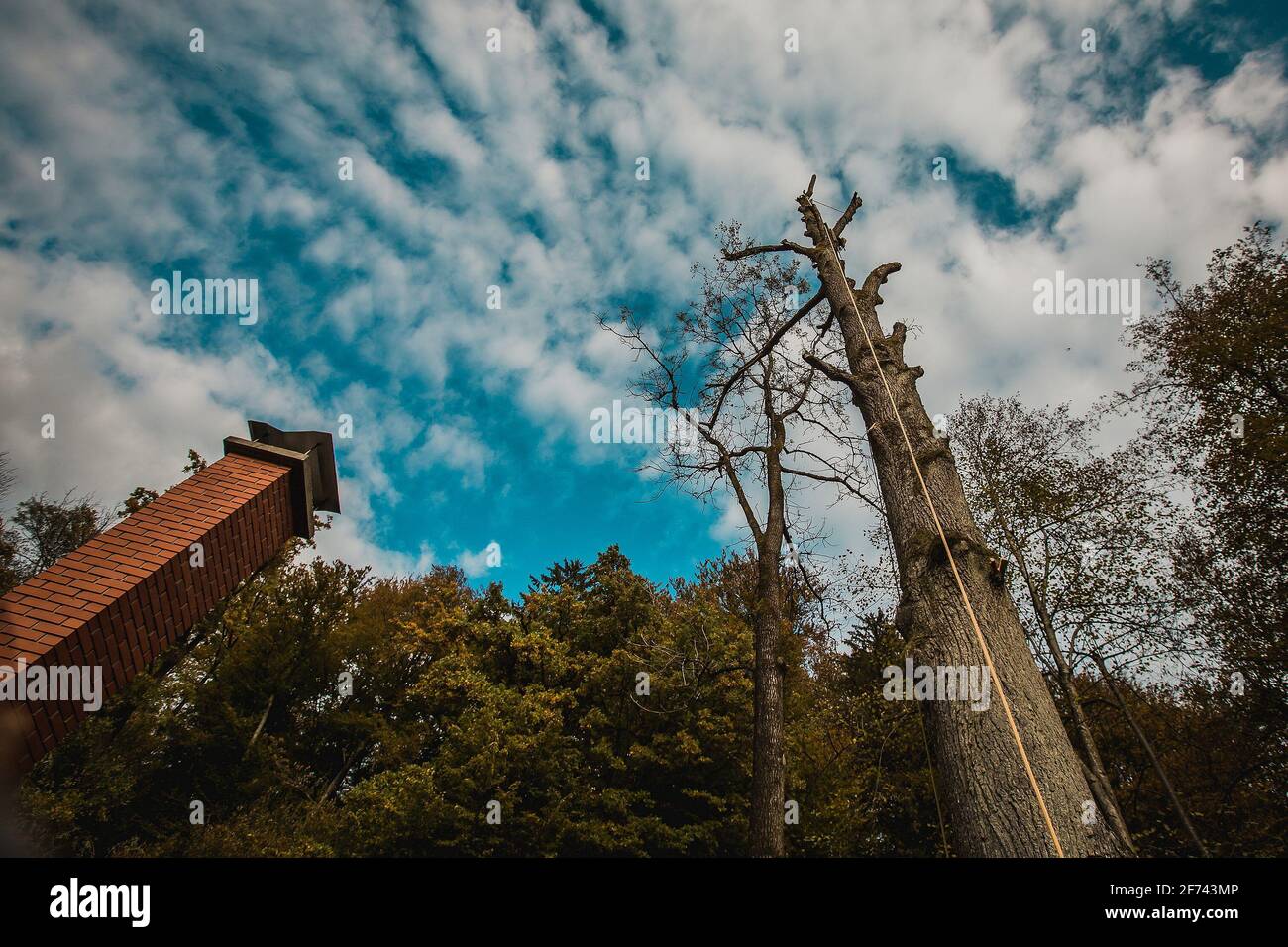 Arborist or lumberjack climbing up on a large tree using different ...