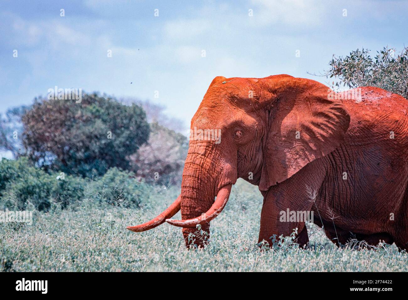 Close up photo of red African elephant in Africa. It is a wildlife ...