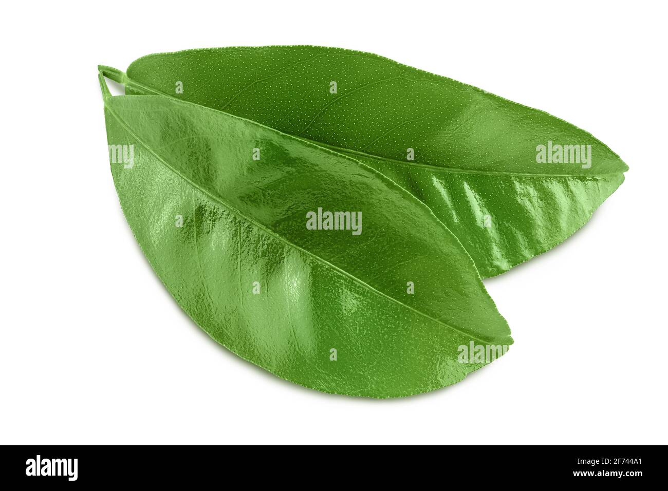 Citrus leaf isolated on white background with clipping path and full ...