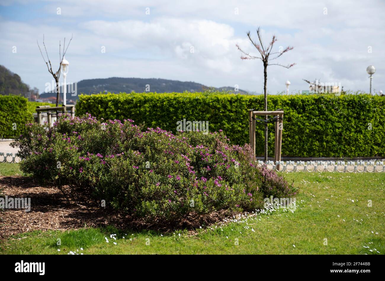 spring bush with pink flowers Stock Photo - Alamy