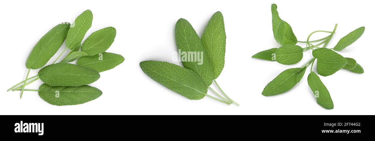 Sage herb leaves isolated on white background with clipping path and ...