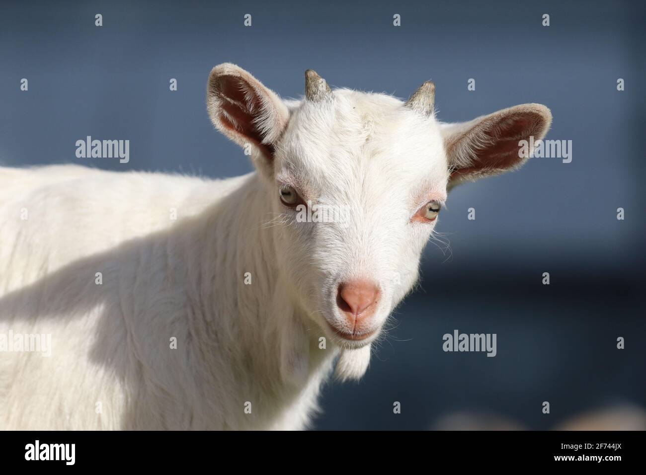 Horned Ruminants High Resolution Stock Photography and Images - Alamy