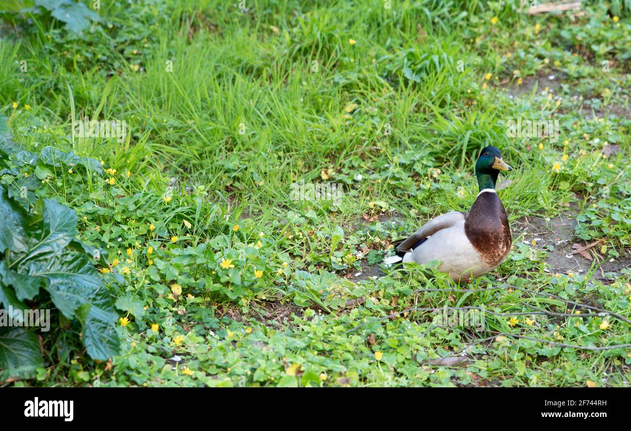 group of mallards in the park Stock Photo - Alamy