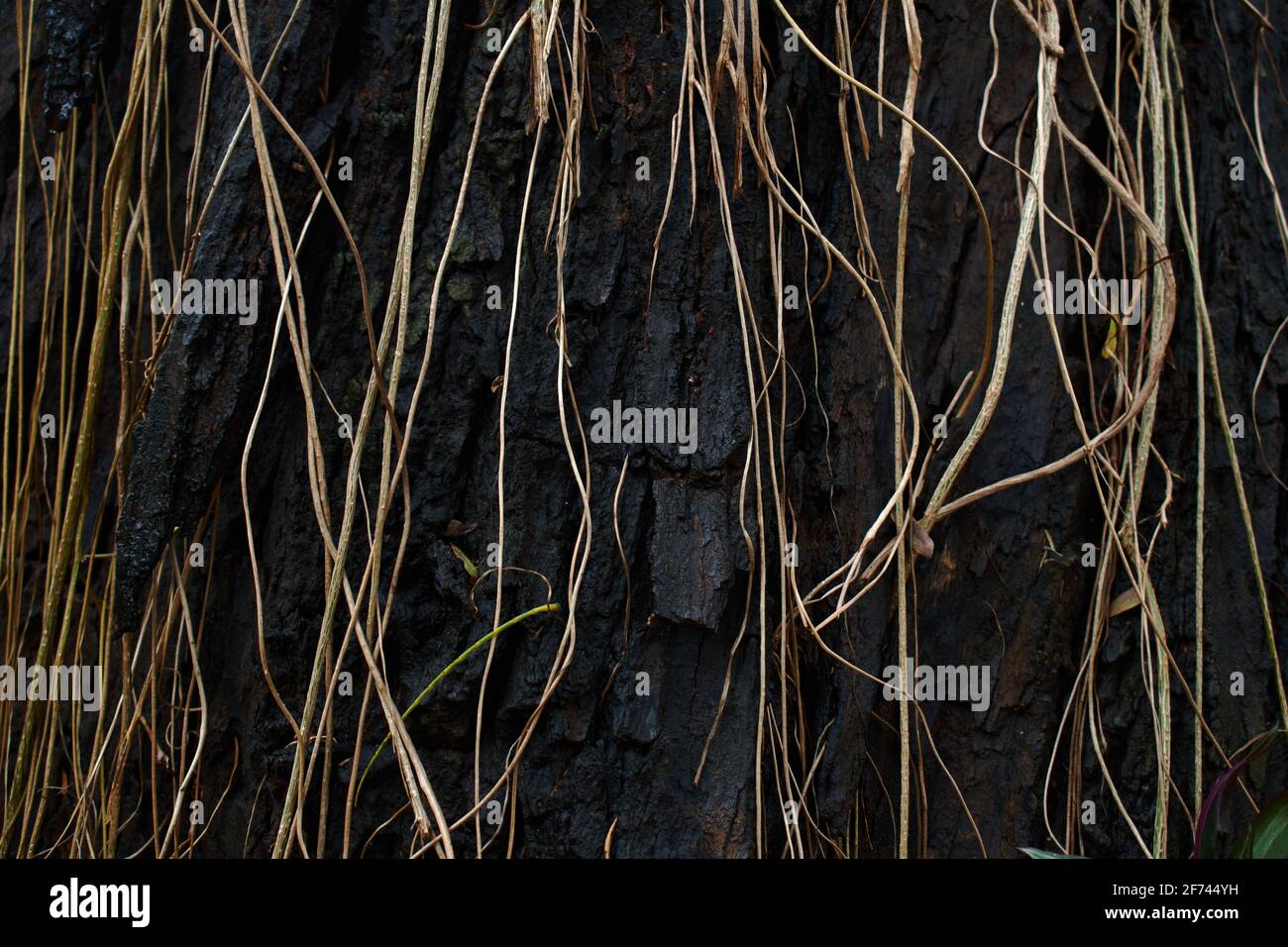Aerial root roots hi-res stock photography and images - Alamy