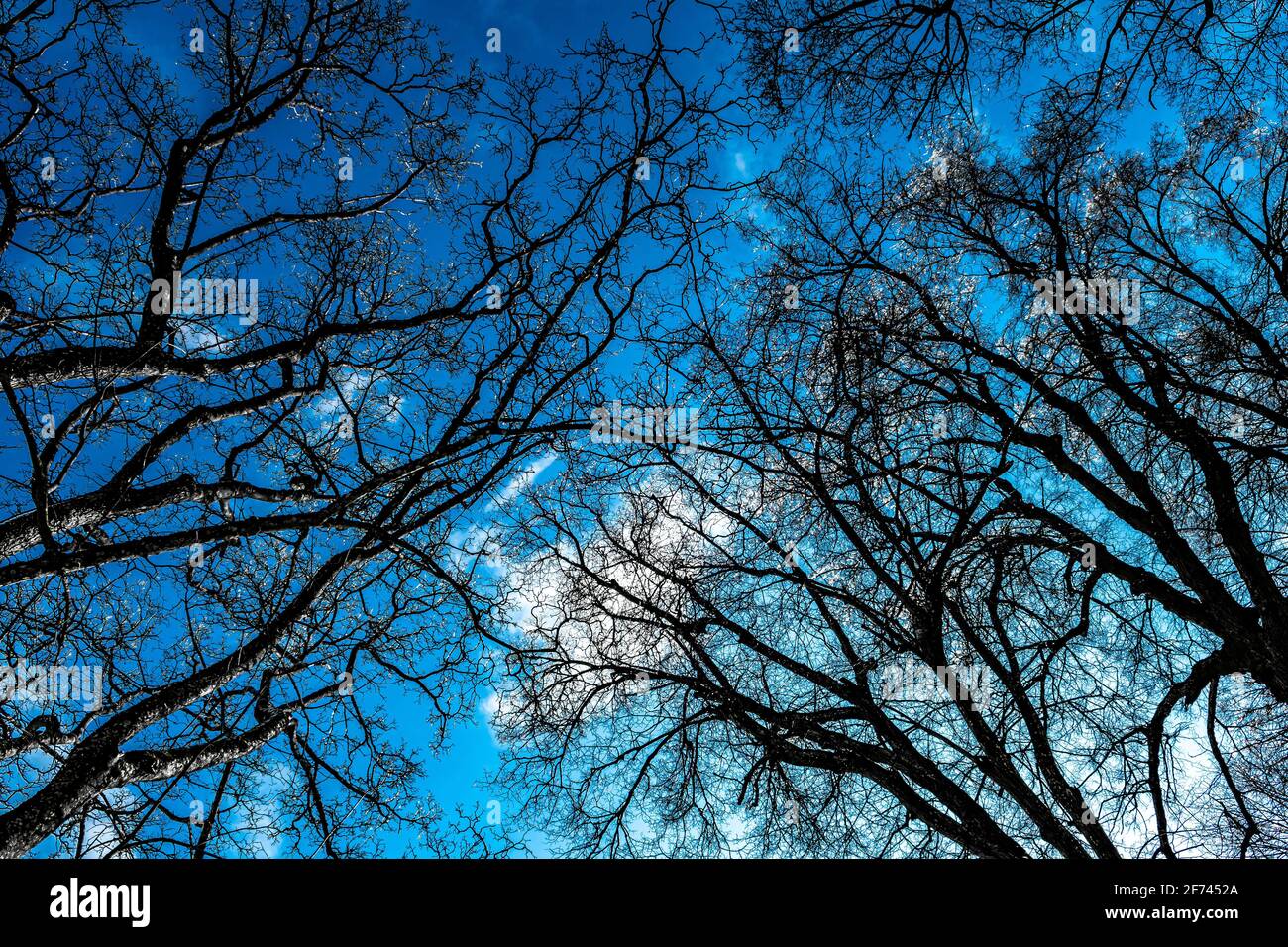 Tree veins hi-res stock photography and images - Alamy