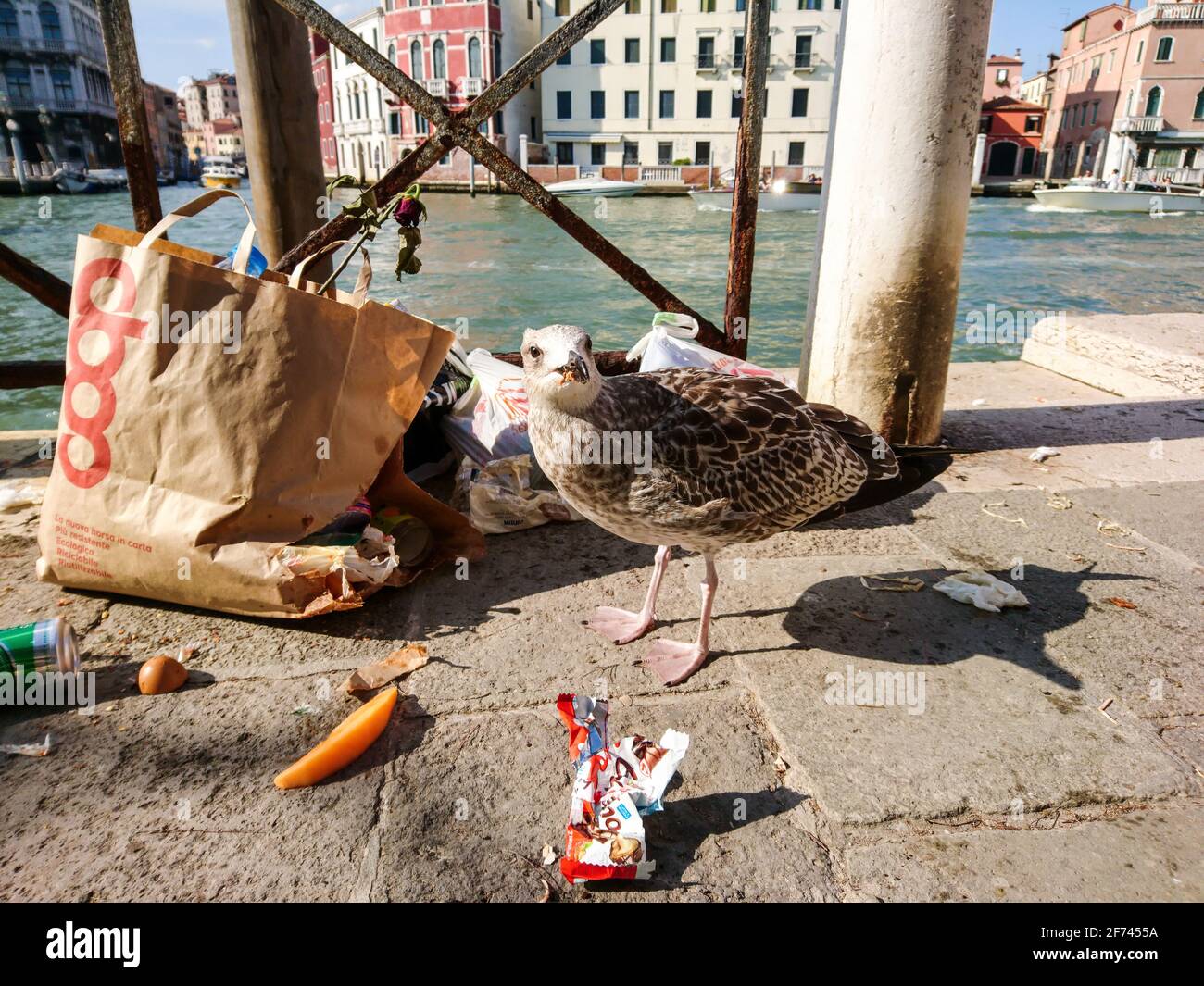 Plastic bag waste venice hi-res stock photography and images - Alamy