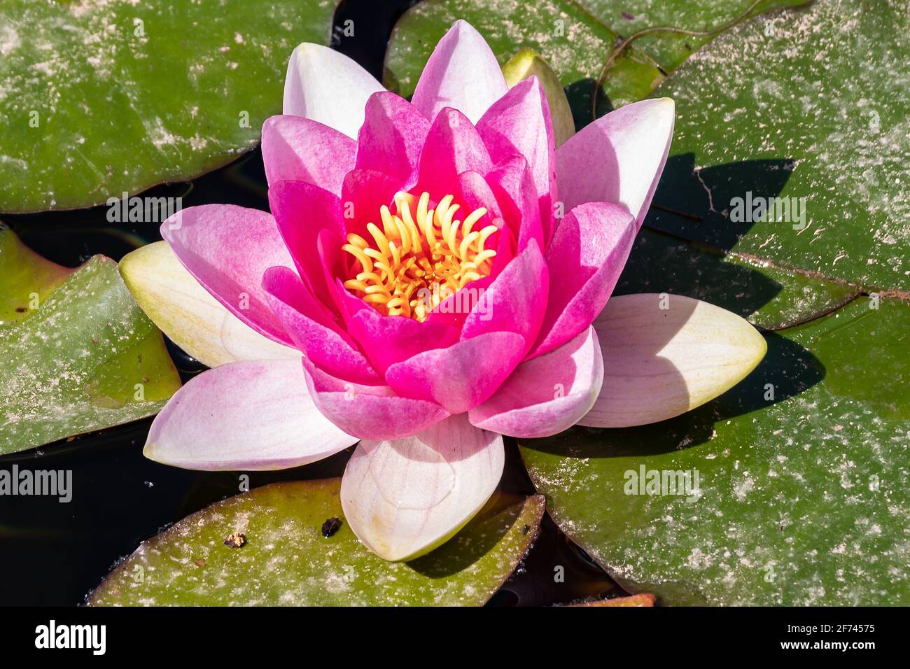 Water lily pond with nenufar plants pink and white in a park Stock ...