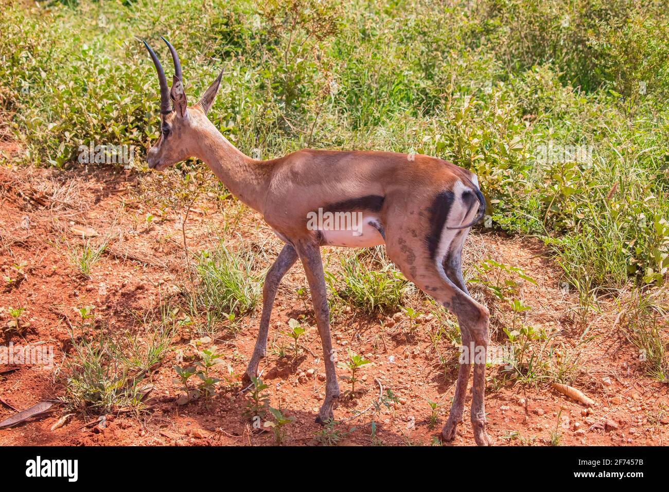 Small antelope stands in the grass in Tsavo East, Kenya. It is a ...