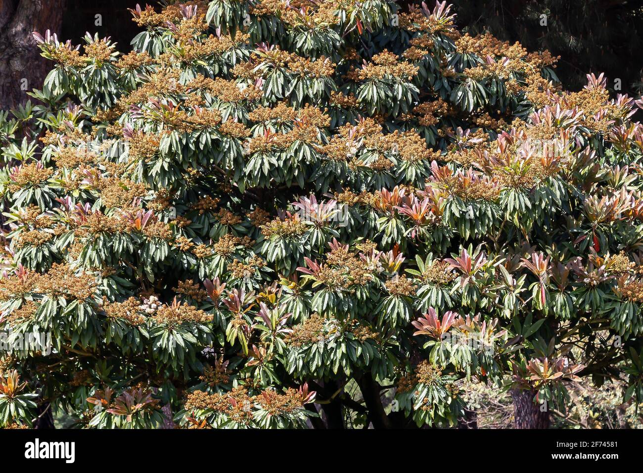 Mango tree in bloom in botanical park Stock Photo - Alamy