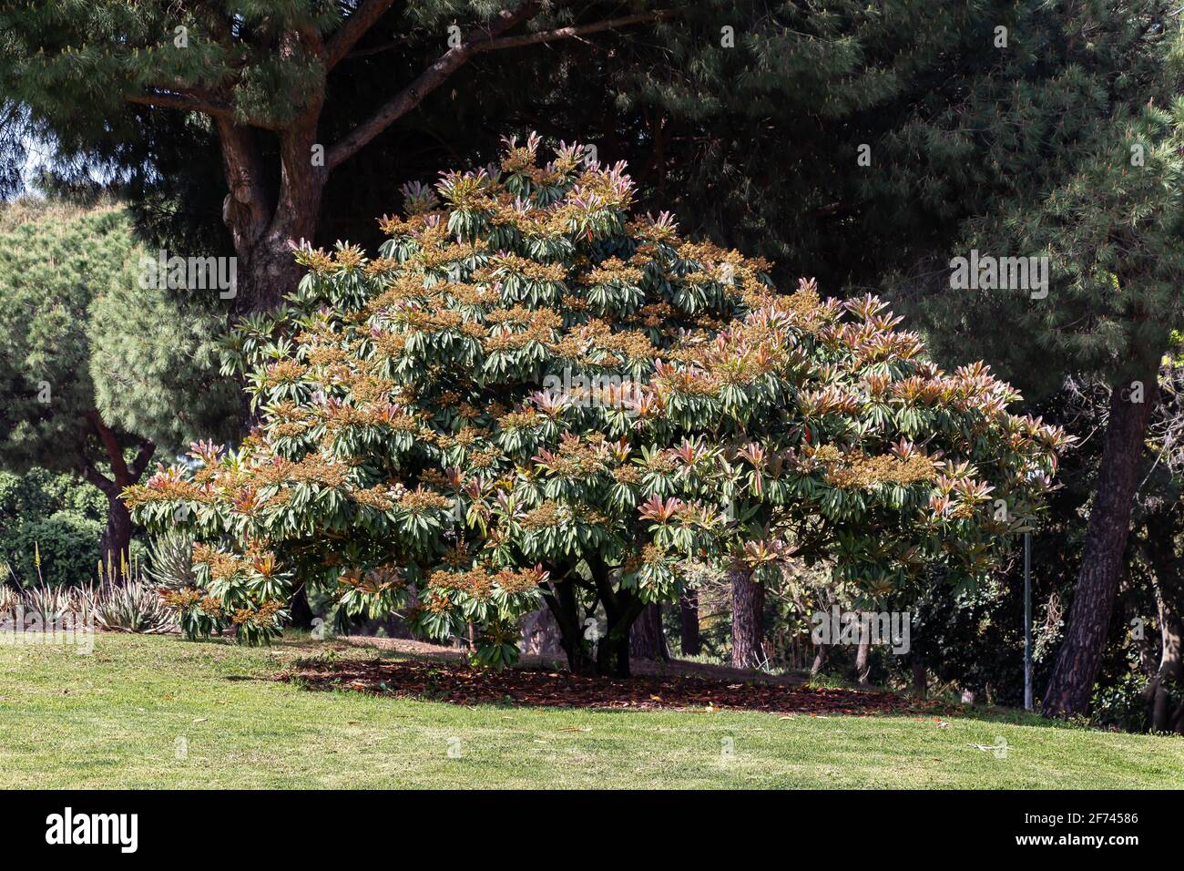 Mango tree in bloom in botanical park Stock Photo - Alamy