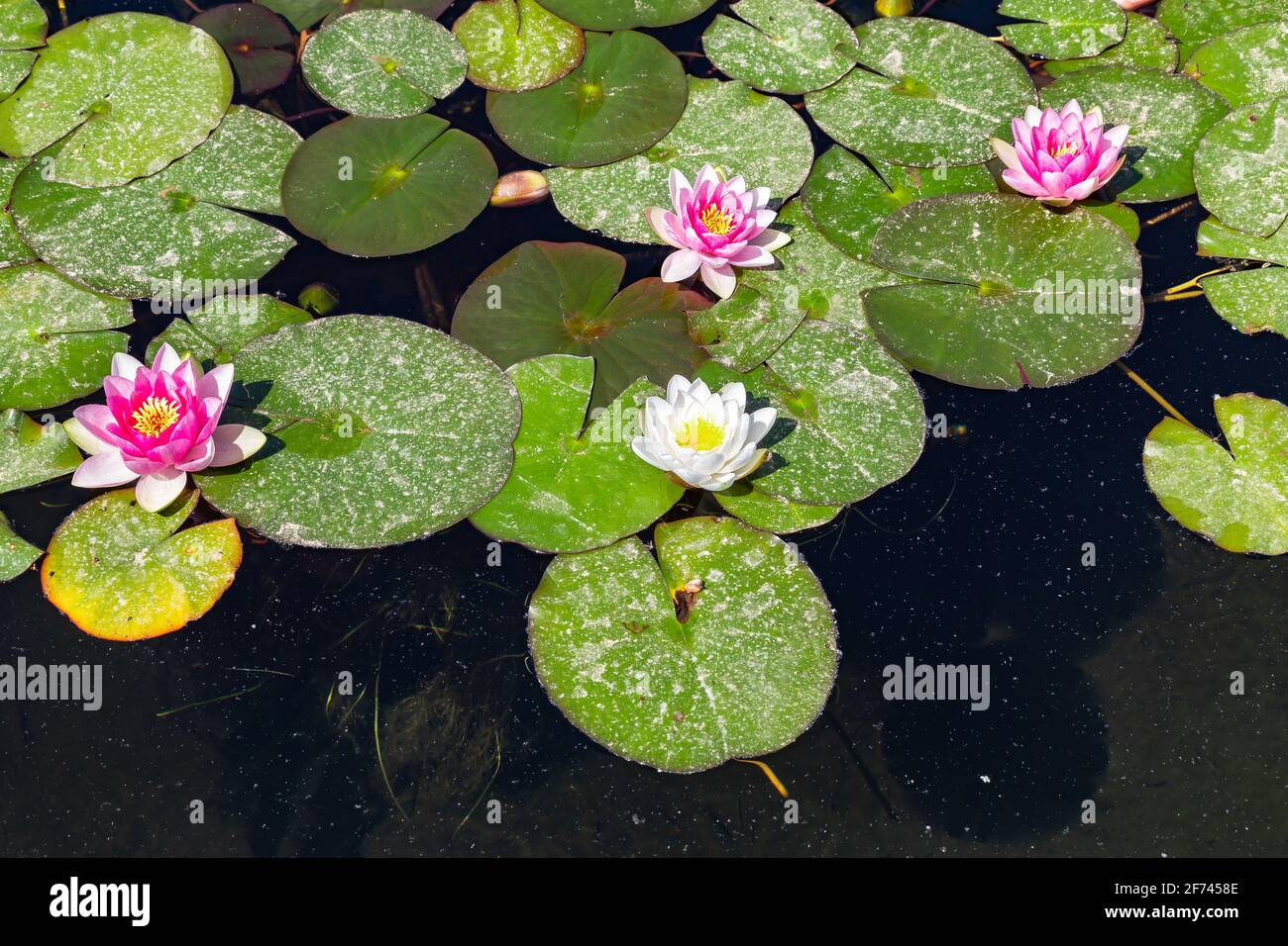 Water lily pond with nenufar plants pink and white in a park Stock ...