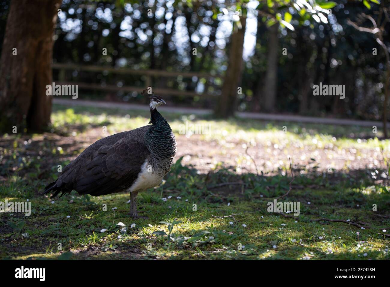 peacock outdoors in the park Stock Photo - Alamy