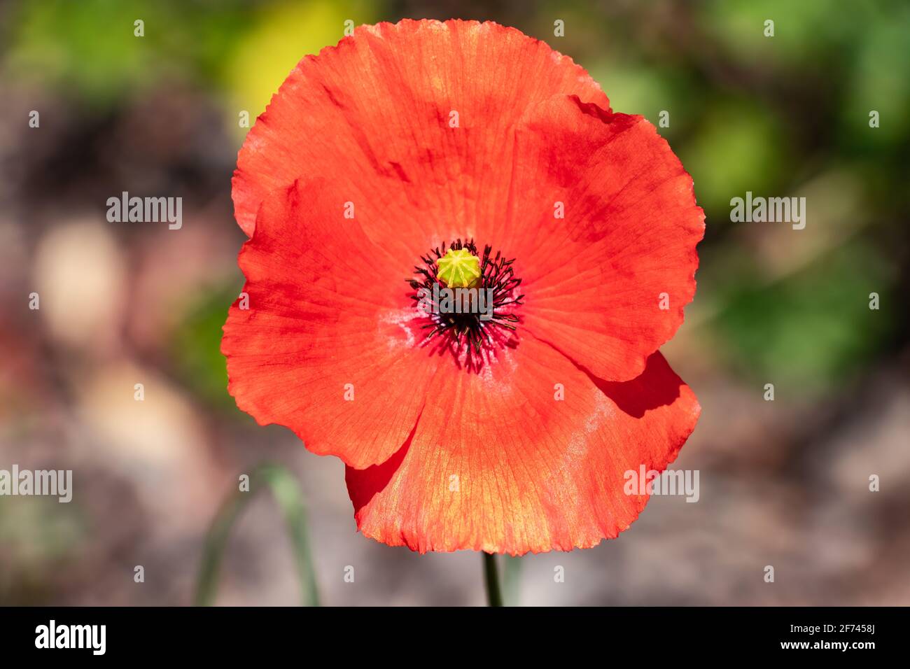 Papaver rhoeas, common names are common poppy, corn poppy, corn rose ...