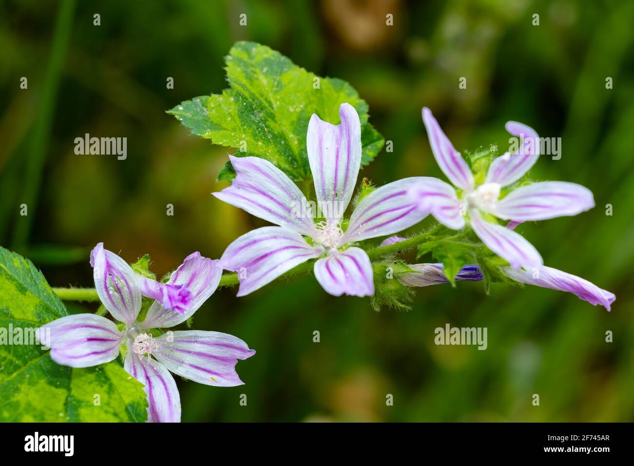 Malva sylvestris is a species of the mallow genus Malva in the family ...