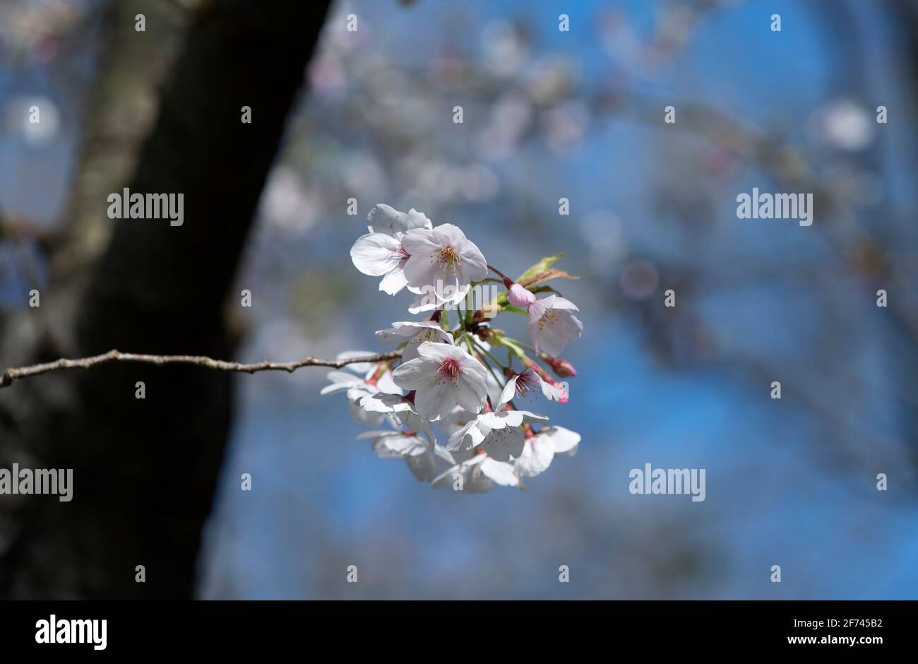 branches with beautiful spring flowers Stock Photo - Alamy