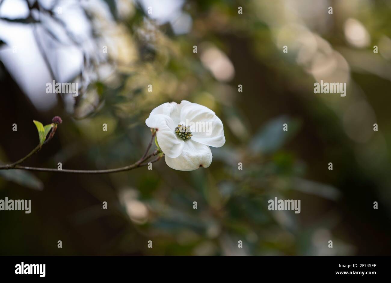 branches with beautiful spring flowers Stock Photo - Alamy