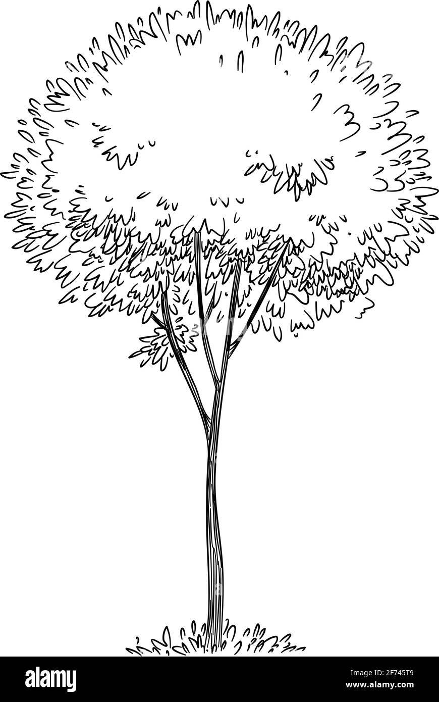 Larch pine forest in Black and White Stock Photos & Images - Alamy