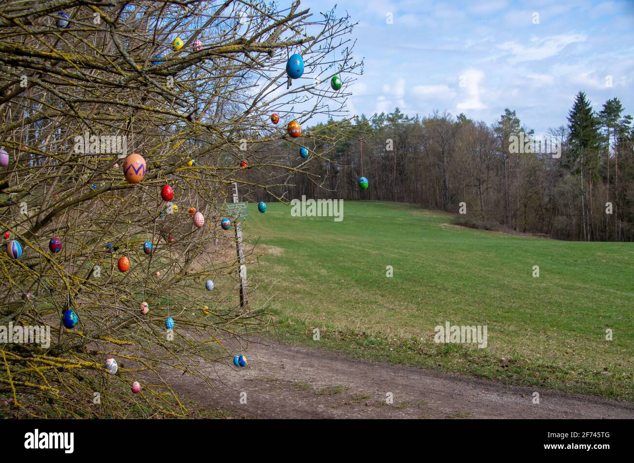 Colourful Easter eggs hang on a shrub in Franconian Switzerland ...