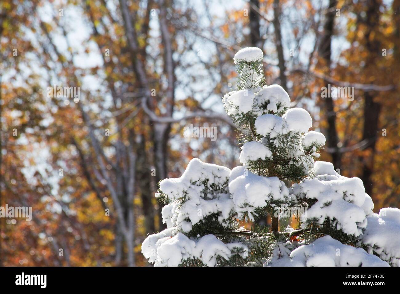 Fall Autumn season leaves on fir pine tree branch covered and dusted ...