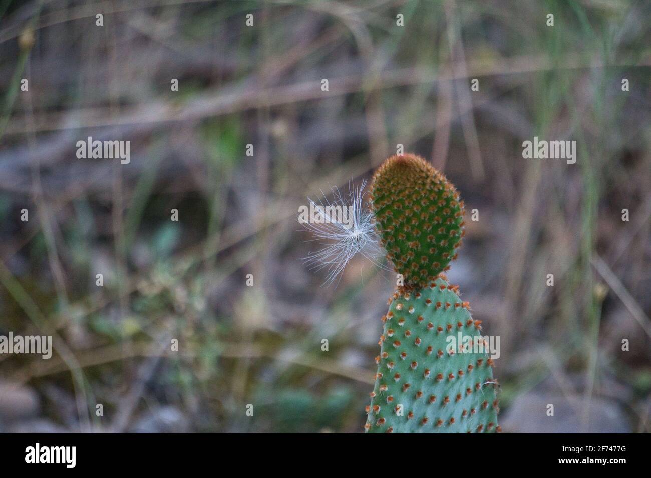 Cactus Angels wings, opuntia prickly pears, microdasys. plants Stock ...