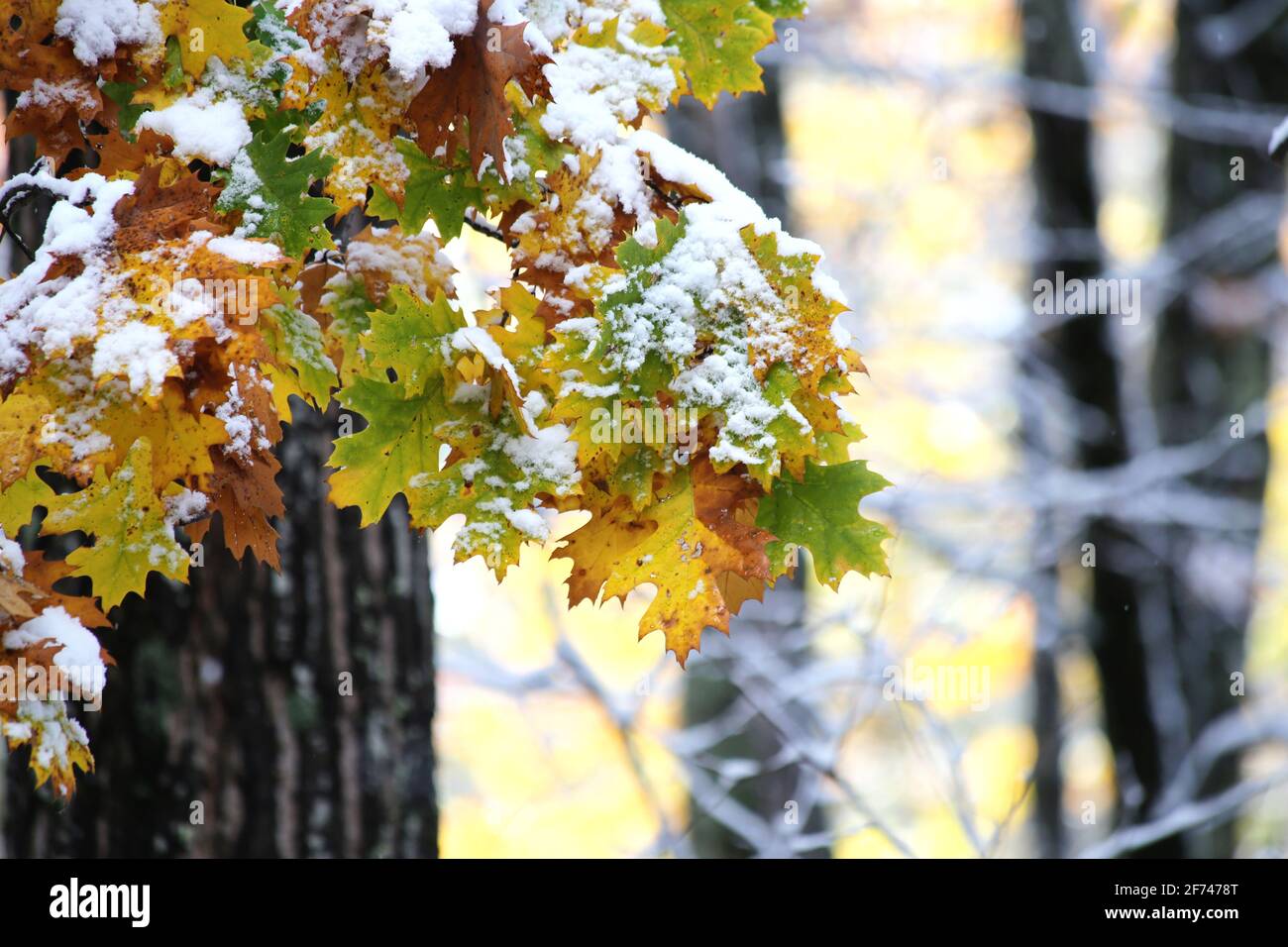 Oak tree in snow storm hi-res stock photography and images - Alamy
